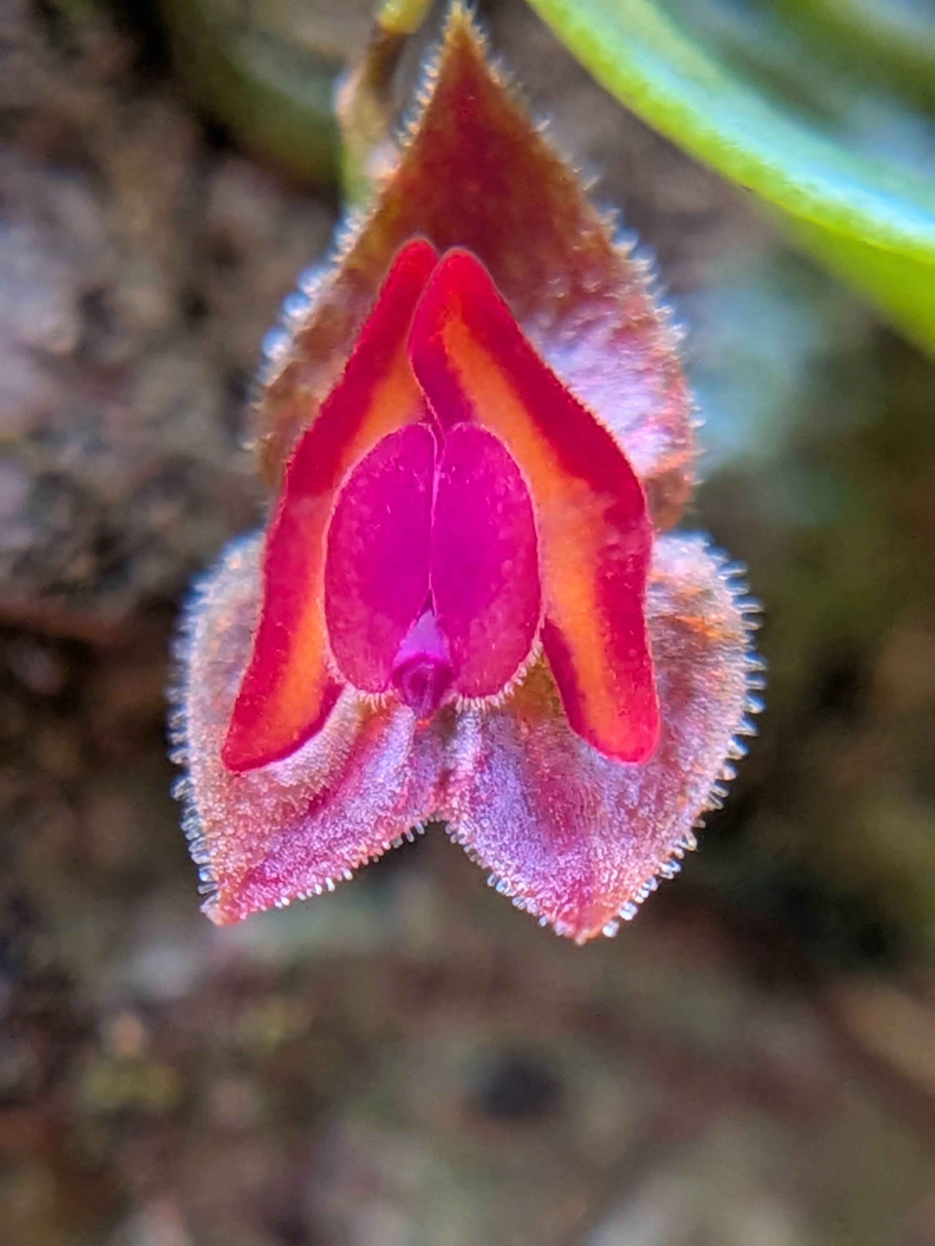 elasticidad – Diagnóstico Poblacional