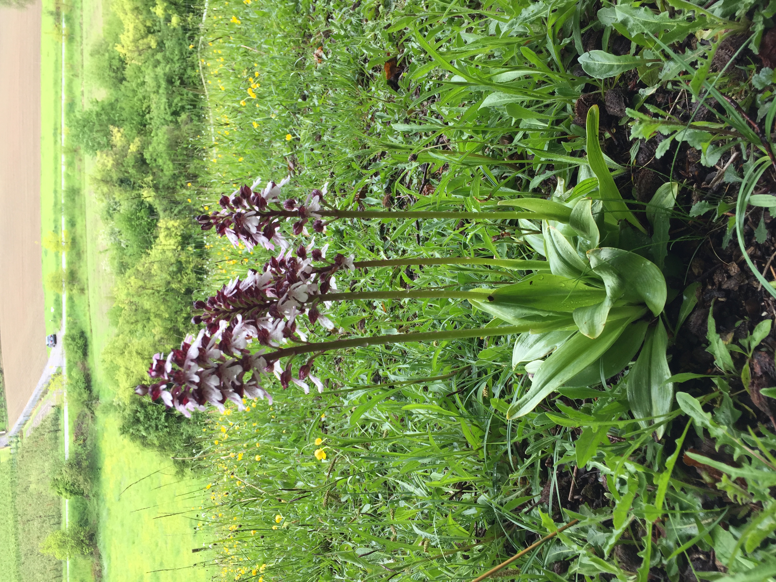 ciclos_de_vida – Diagnóstico Poblacional